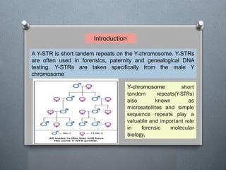 YSTR analysis and its importance in forensic science | PPTX