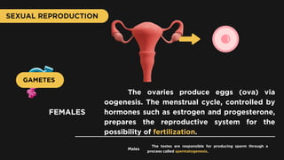 Organ Systems and Their Functions, General Biology Second Sem SHS | PDF