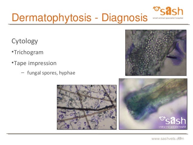 SASH : Tricky infections by Dr Linda Vogelnest