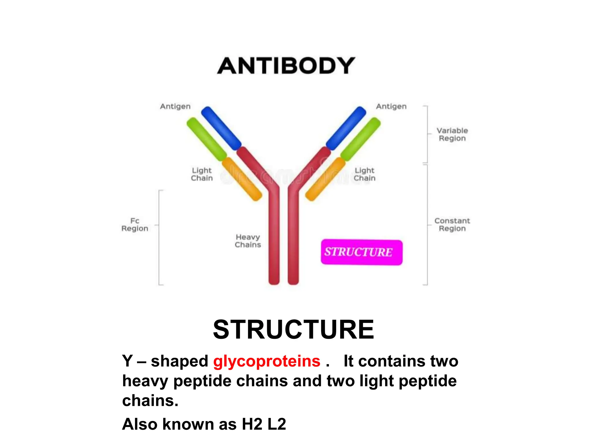 Structure of antibody molecule and types | PPT