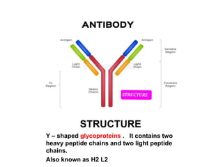 Structure of antibody molecule and types | PPTX
