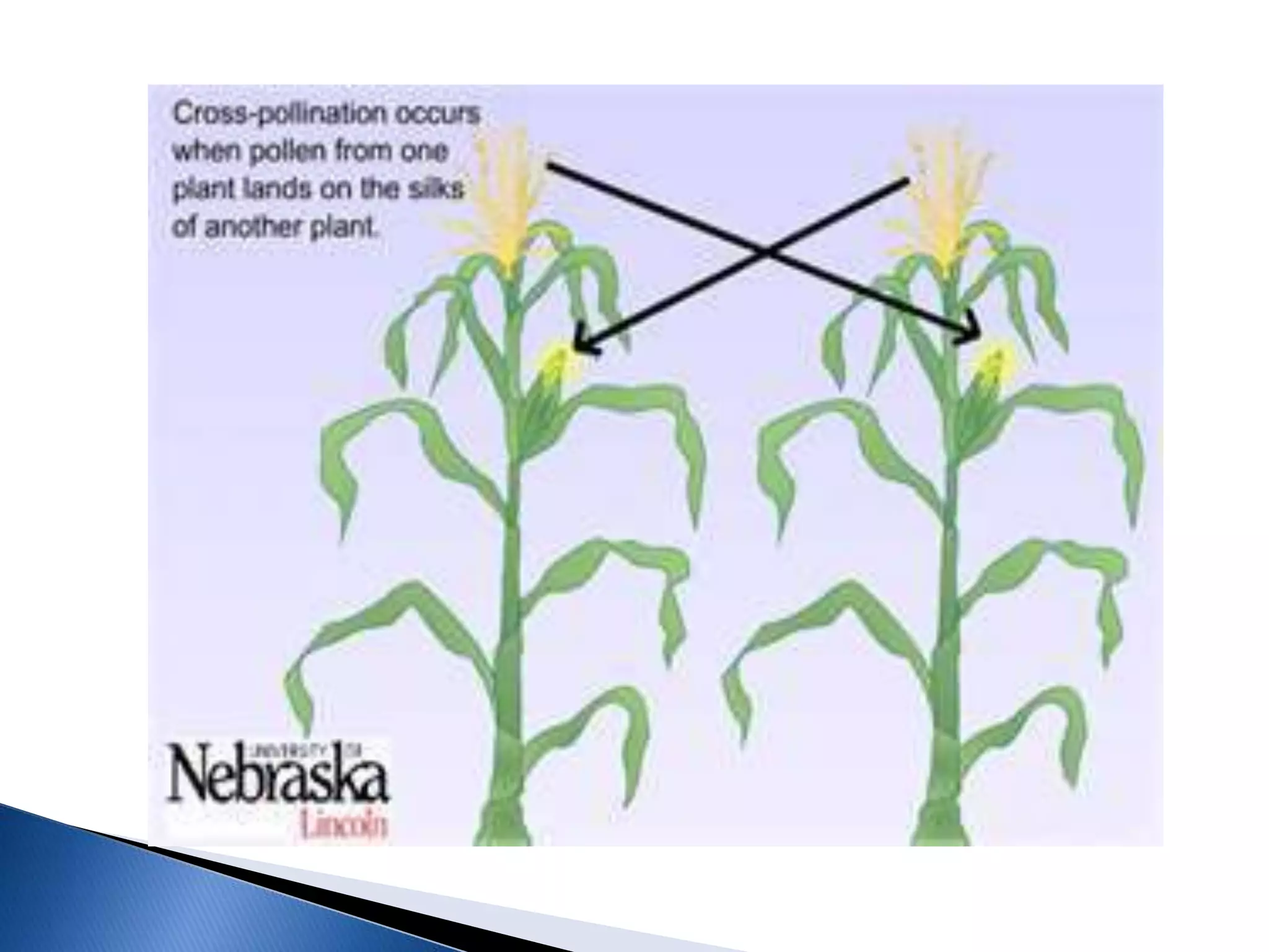 type of pollination AND GERMINATION | PPT