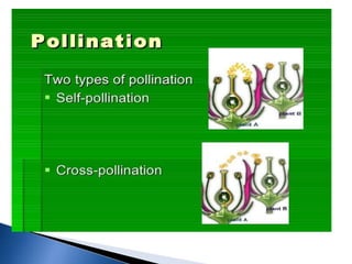 type of pollination AND GERMINATION | PPT