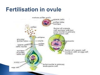 type of pollination AND GERMINATION | PPT