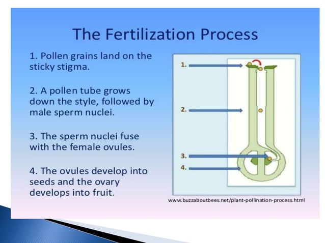 type of pollination AND GERMINATION | PPTX