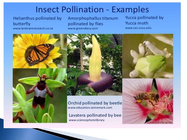 type of pollination AND GERMINATION | PPTX