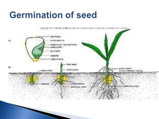 type of pollination AND GERMINATION | PPT