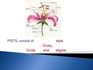 type of pollination AND GERMINATION | PPT