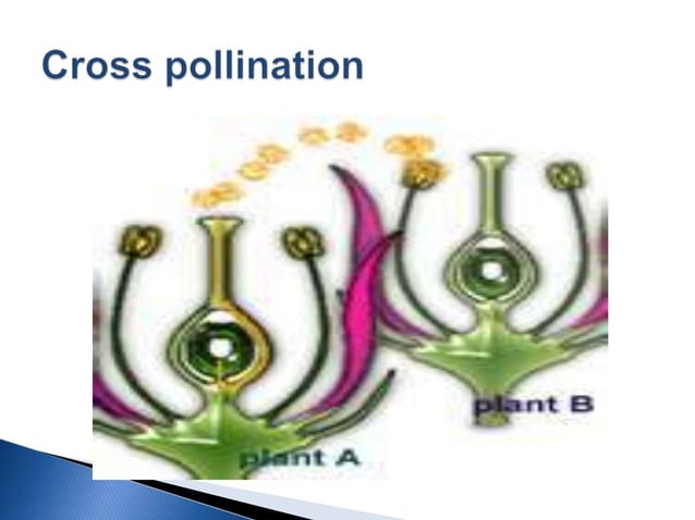 type of pollination AND GERMINATION | PPTX