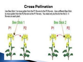 type of pollination AND GERMINATION | PPT