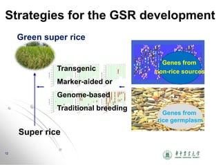 " Resource use efficiency in crops: “Green super rice” to increase ...