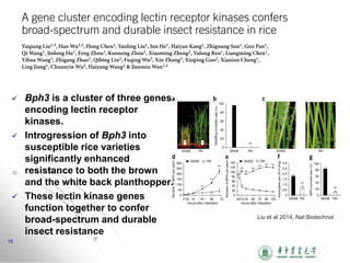" Resource use efficiency in crops: “Green super rice” to increase ...