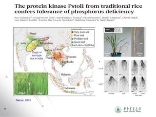 " Resource use efficiency in crops: “Green super rice” to increase ...