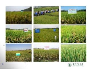 " Resource use efficiency in crops: “Green super rice” to increase ...