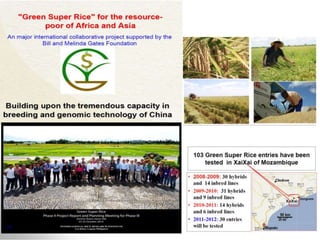 " Resource use efficiency in crops: “Green super rice” to increase ...