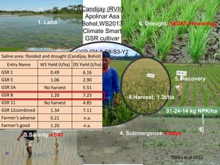 " Resource use efficiency in crops: “Green super rice” to increase ...