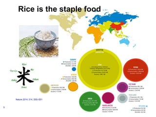 " Resource use efficiency in crops: “Green super rice” to increase ...