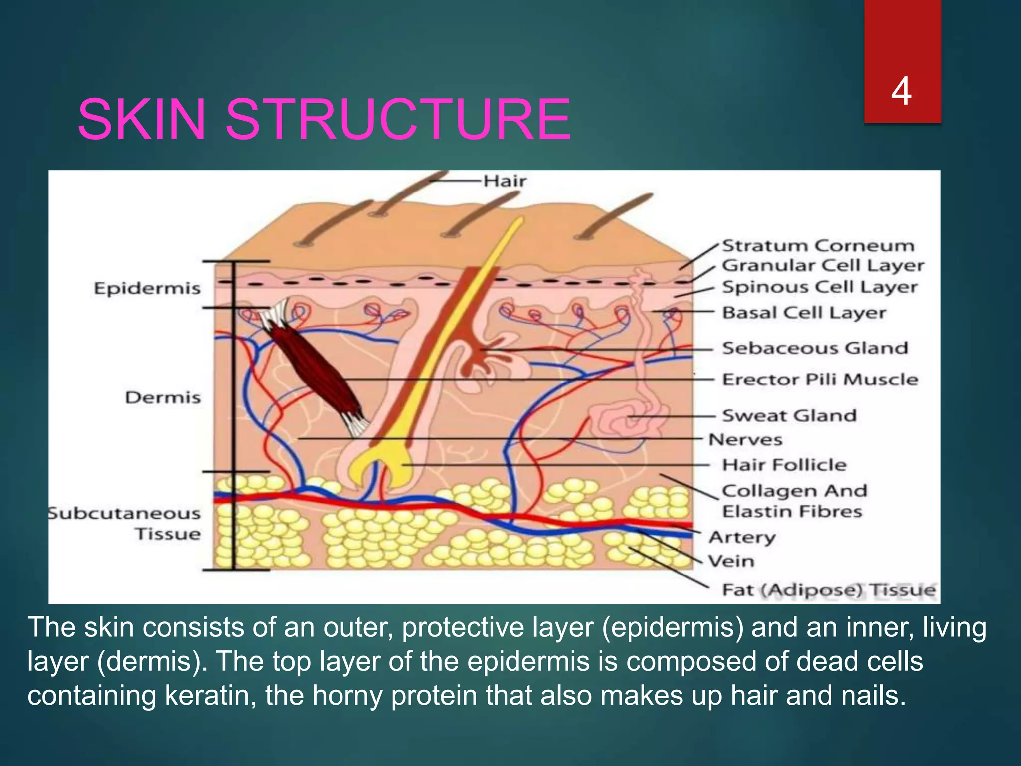 PHYSIOLOGY OF SKIN AND COSMETICS | PPTX