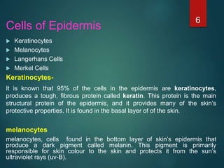 PHYSIOLOGY OF SKIN AND COSMETICS | PPTX