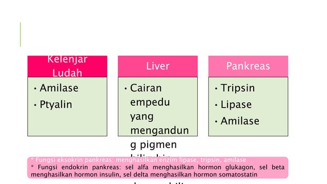 Anatomi Fisiologi Manusia : Sistem Digesti (Pencernaan) | PPTX