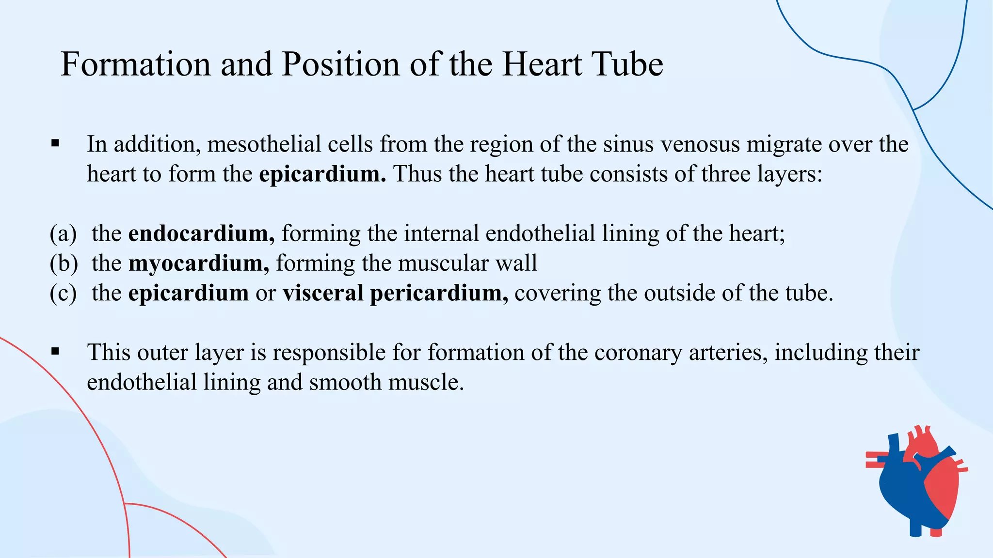 Development of Heart (Embryology) | PPTX