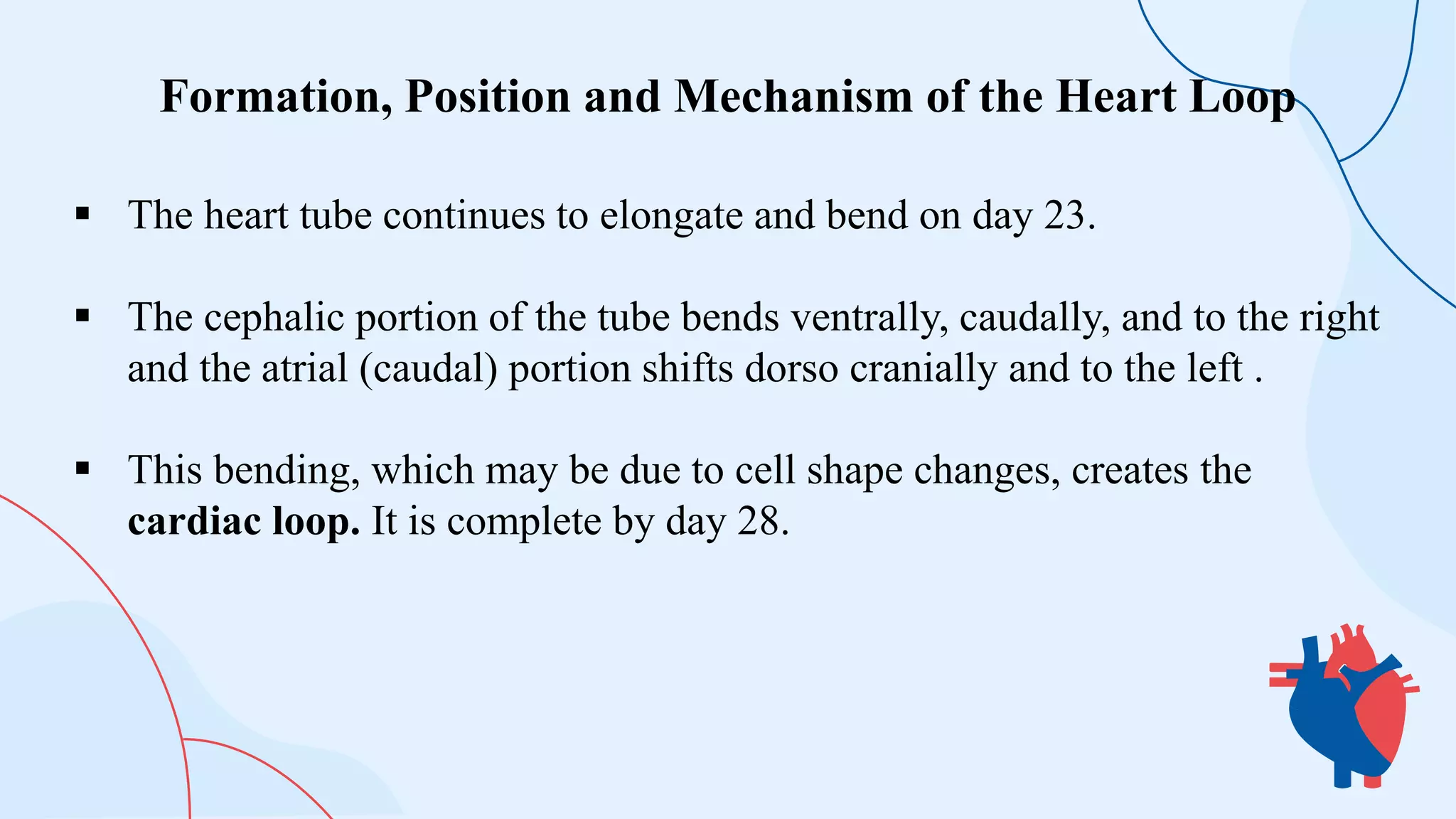 Development of Heart (Embryology) | PPTX