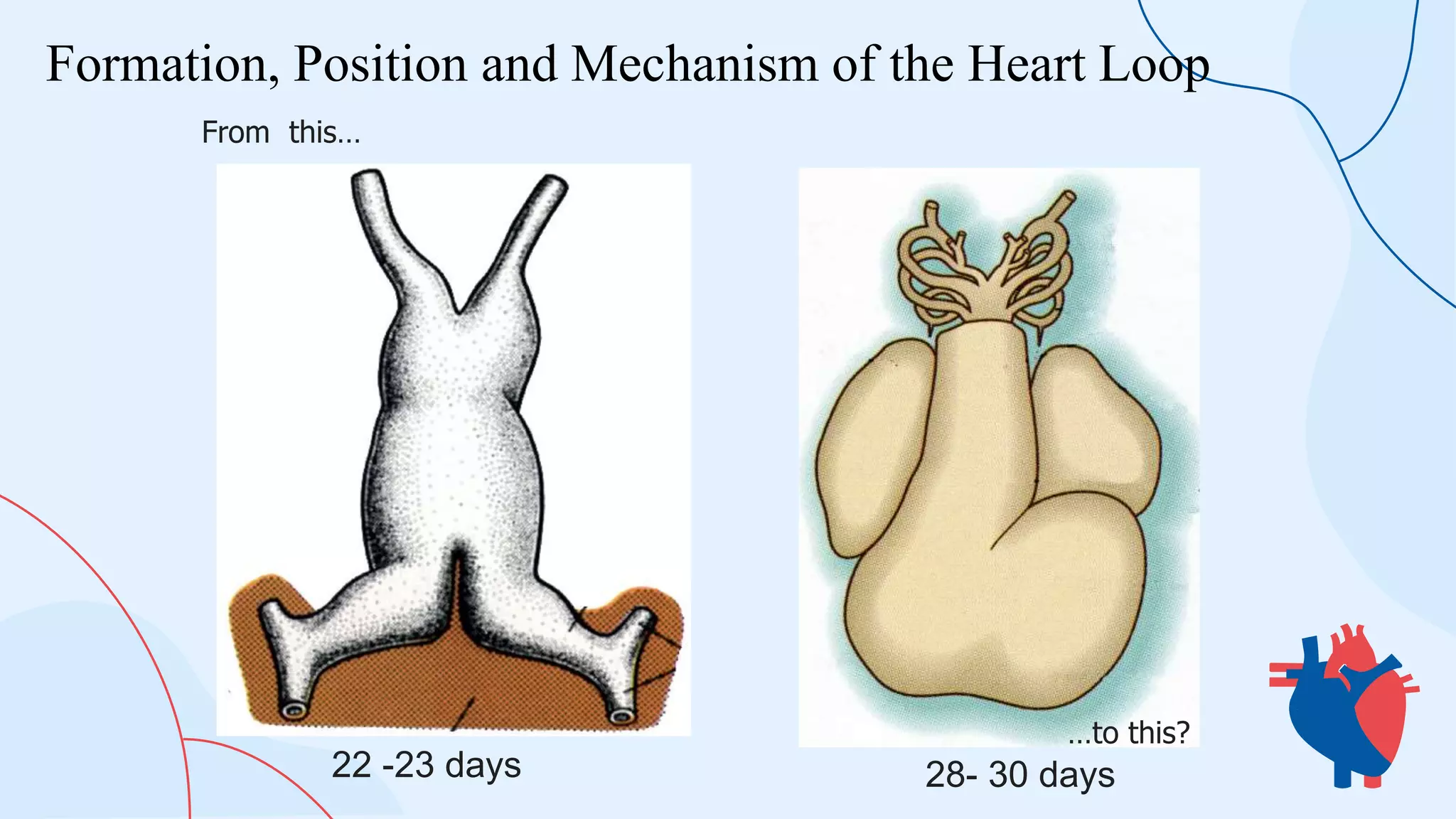 Development of Heart (Embryology) | PPTX