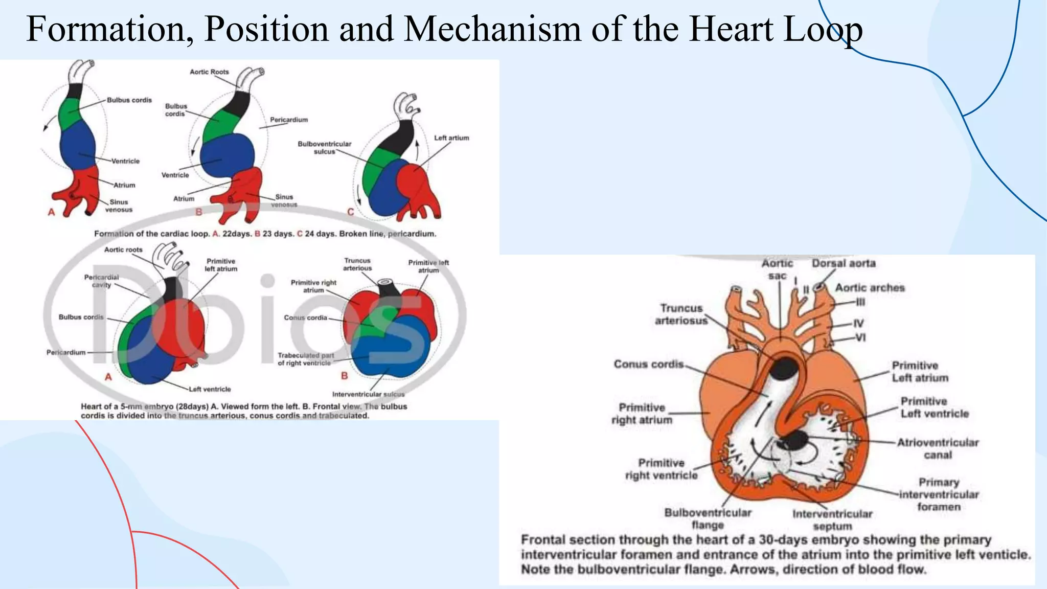 Development of Heart (Embryology) | PPTX