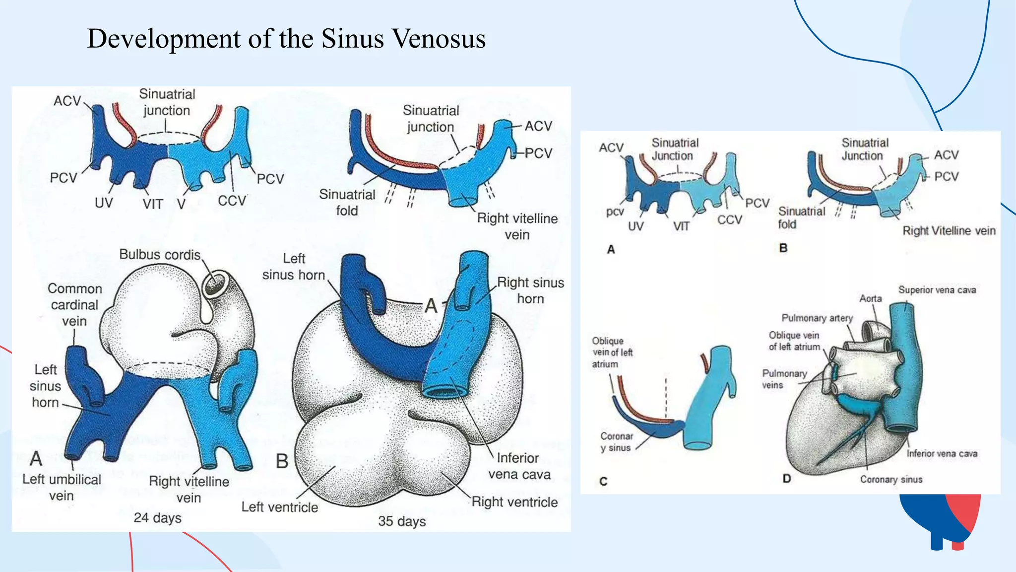 Development of Heart (Embryology) | PPTX