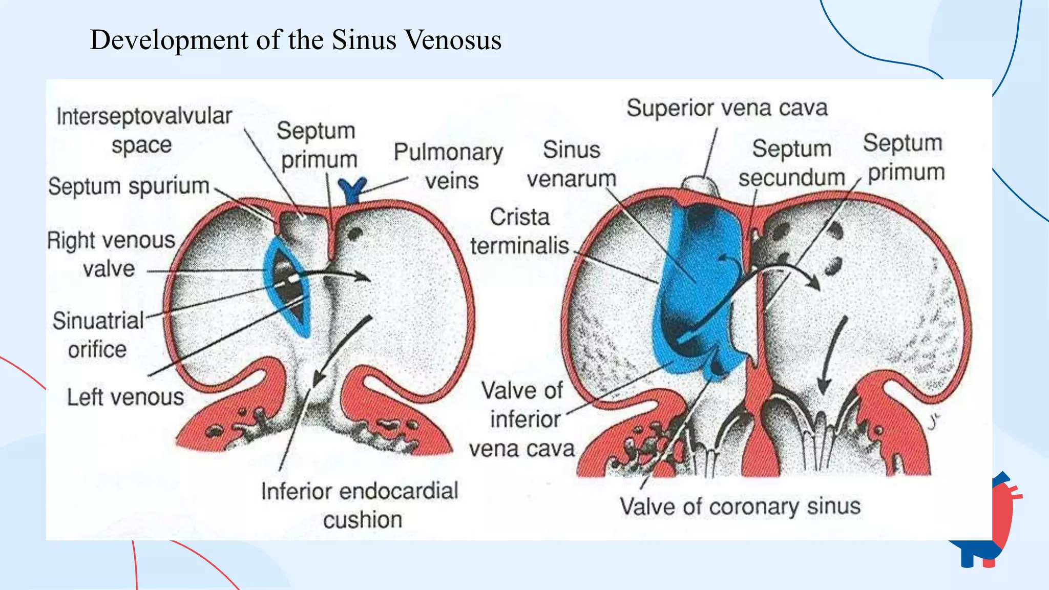Development of Heart (Embryology) | PPTX