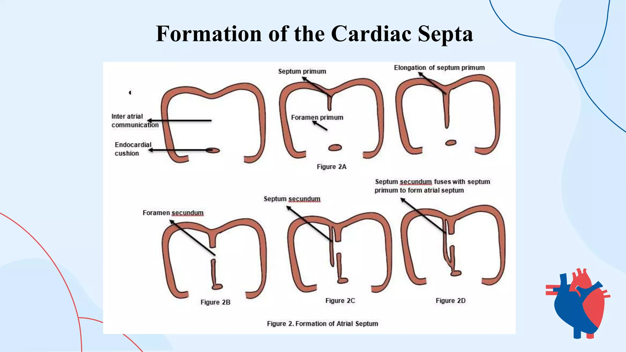 Development of Heart (Embryology) | PPTX