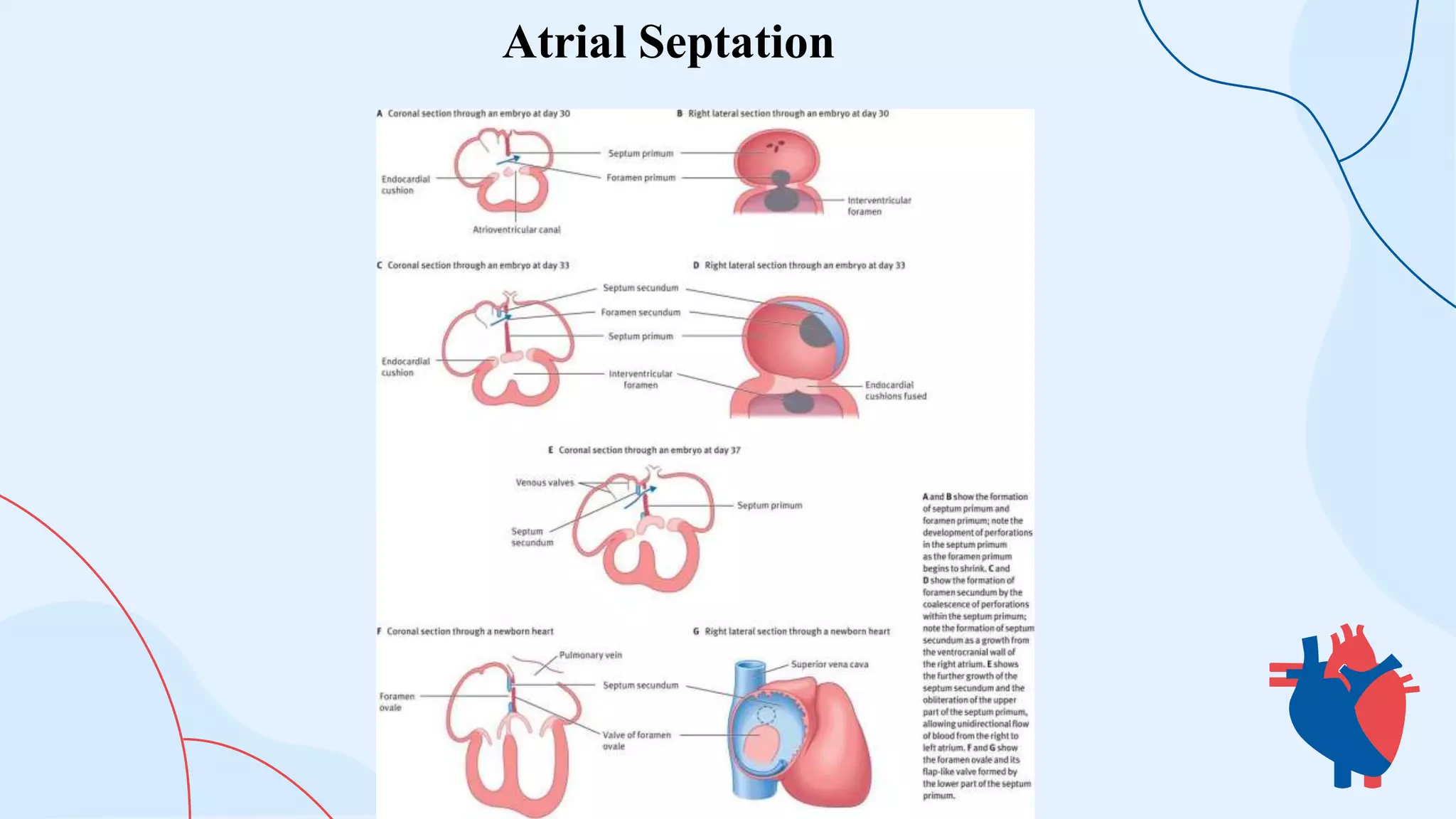 Development of Heart (Embryology) | PPTX
