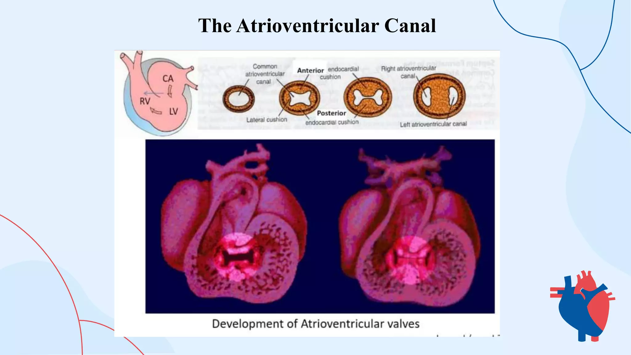 Development of Heart (Embryology) | PPTX