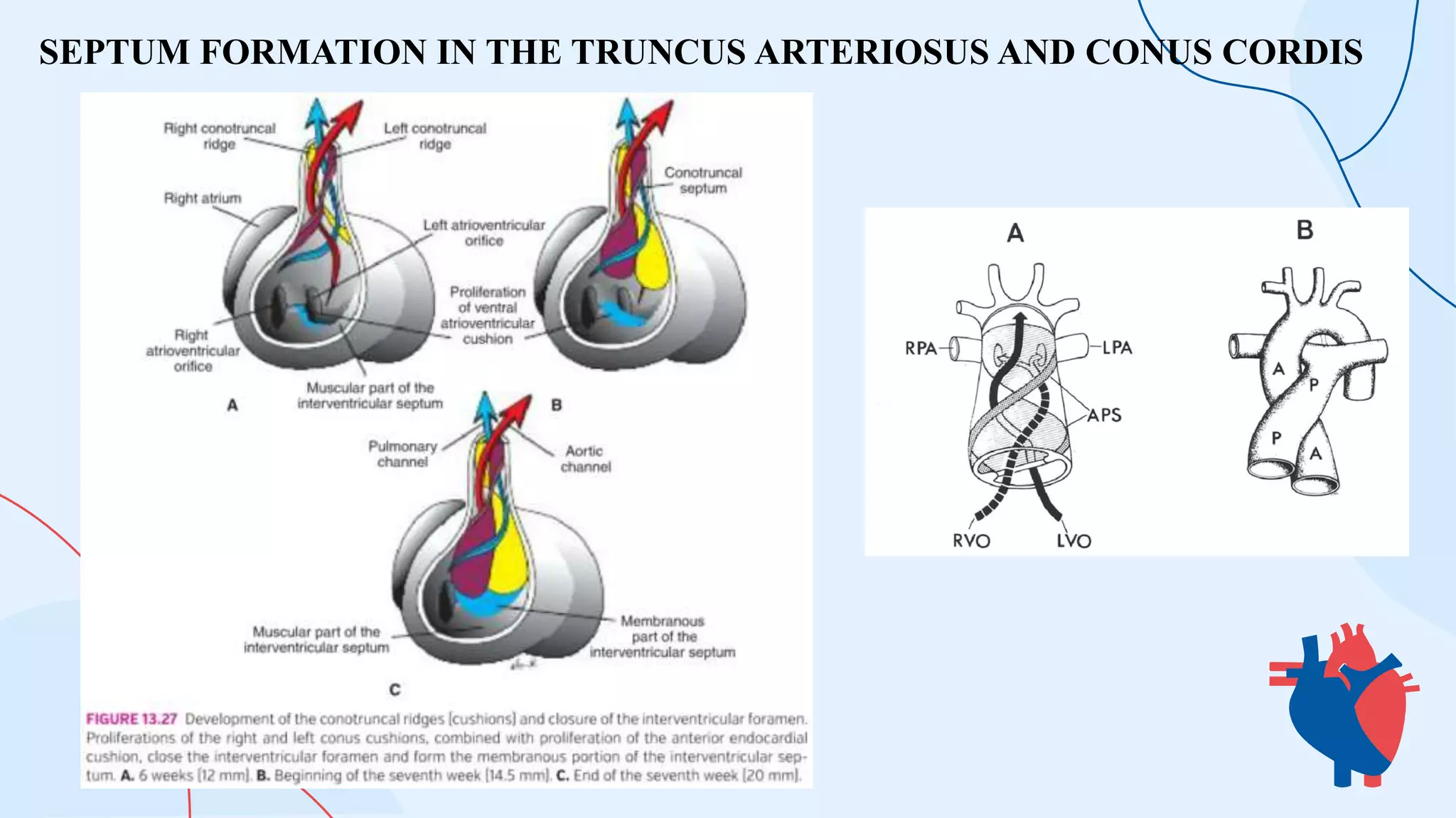 Development of Heart (Embryology) | PPTX