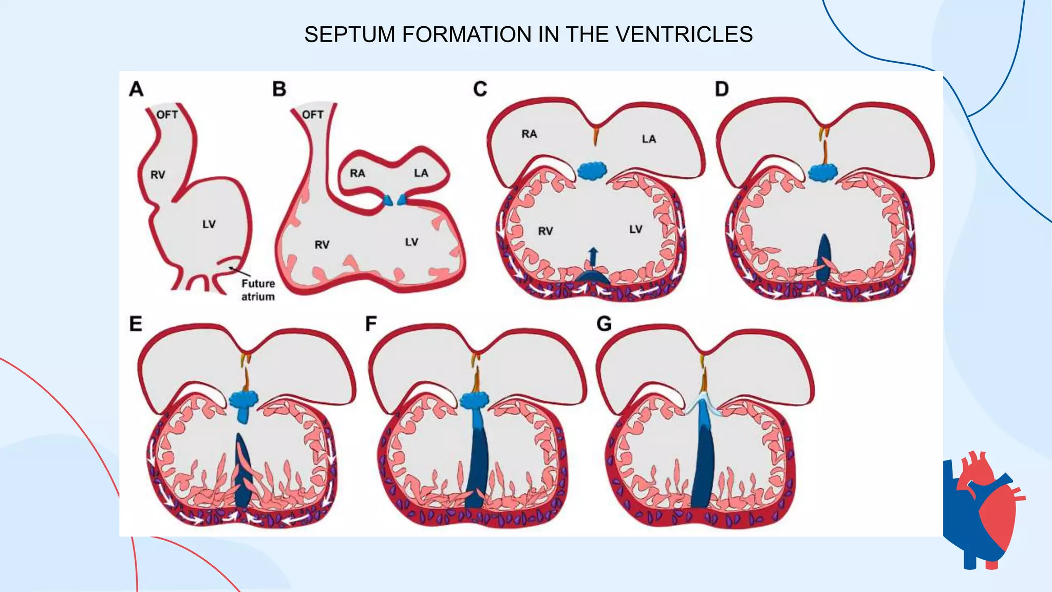 Development of Heart (Embryology) | PPTX
