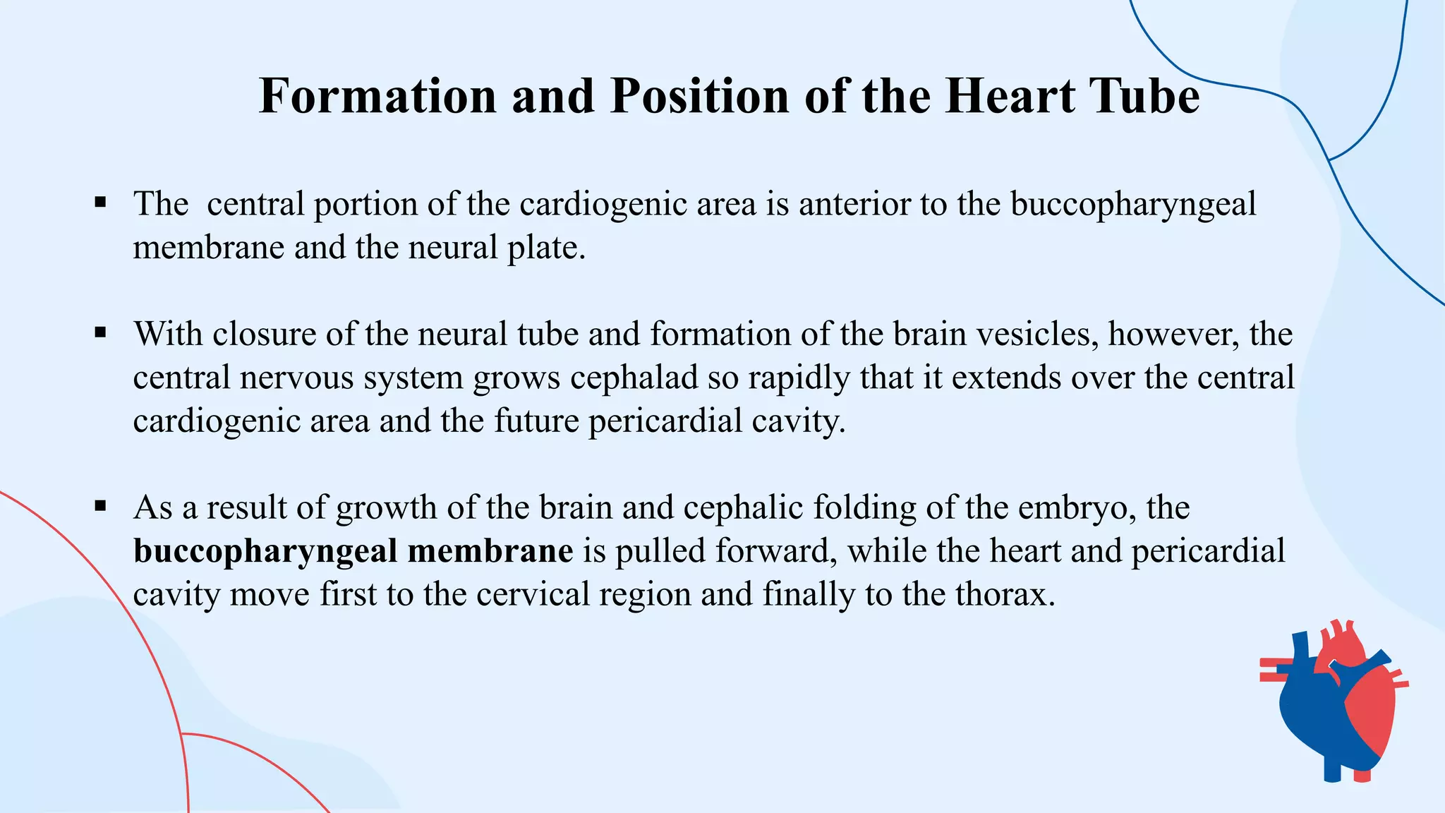Development of Heart (Embryology) | PPTX
