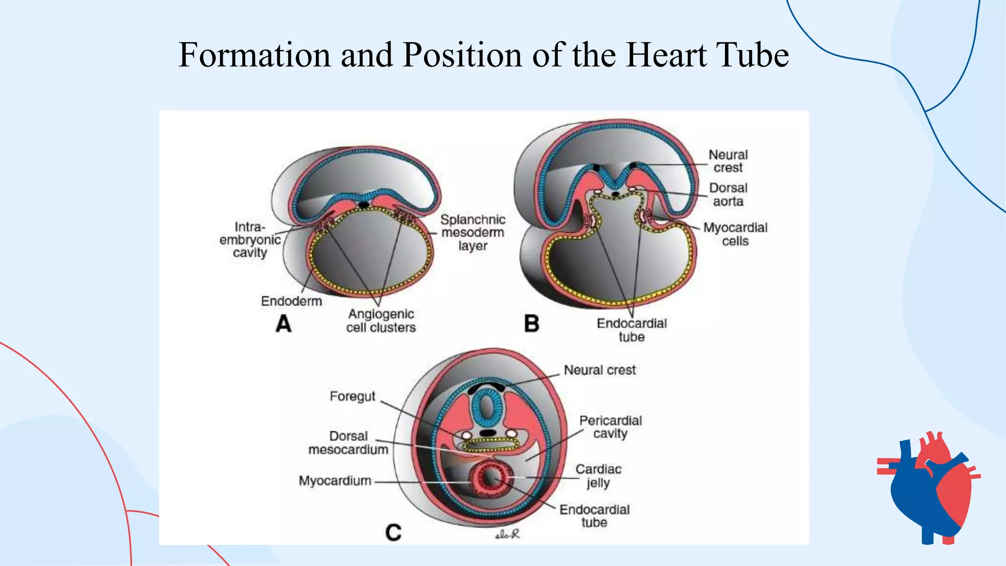 Development of Heart (Embryology) | PPTX