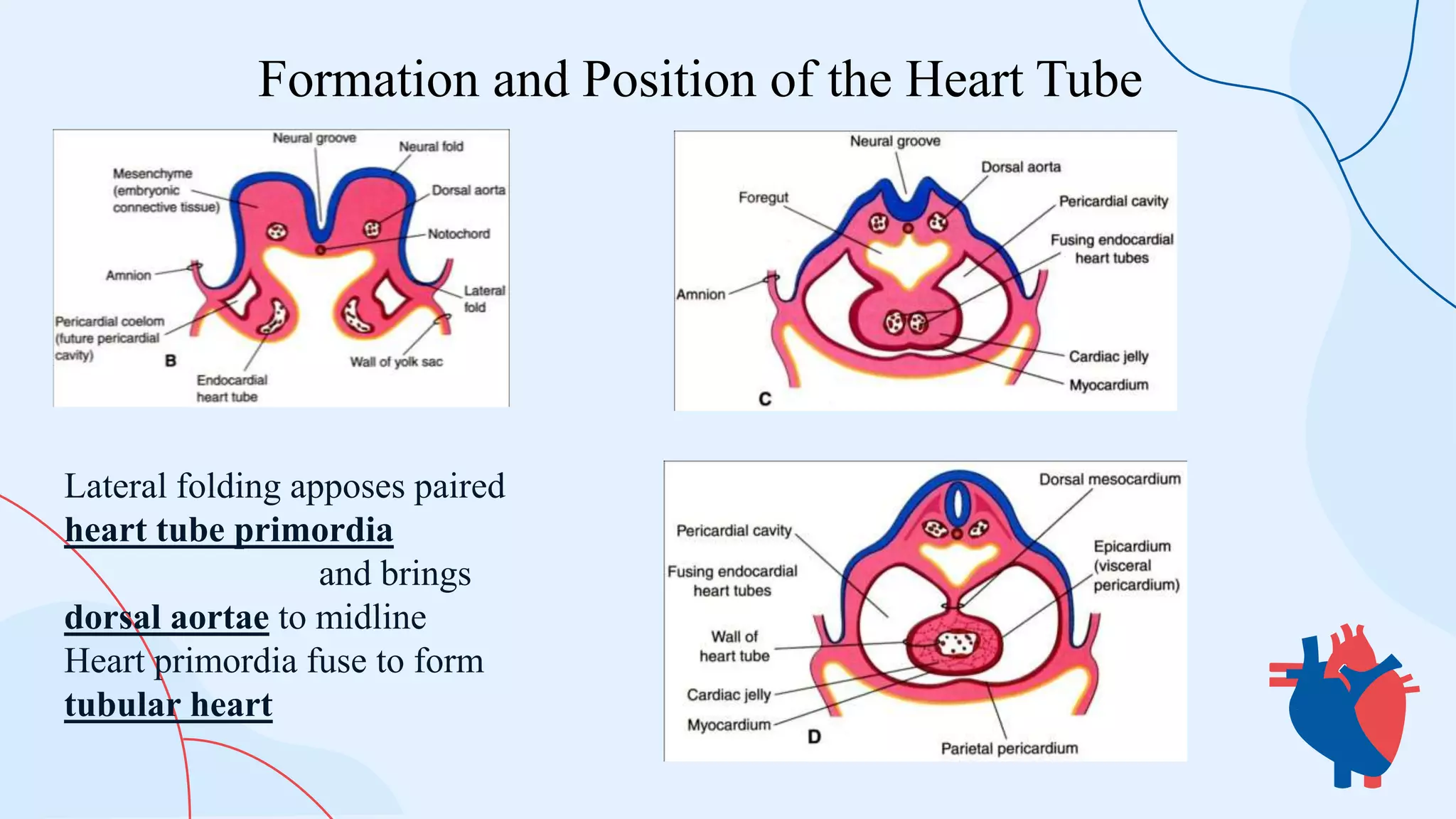 Development of Heart (Embryology) | PPTX