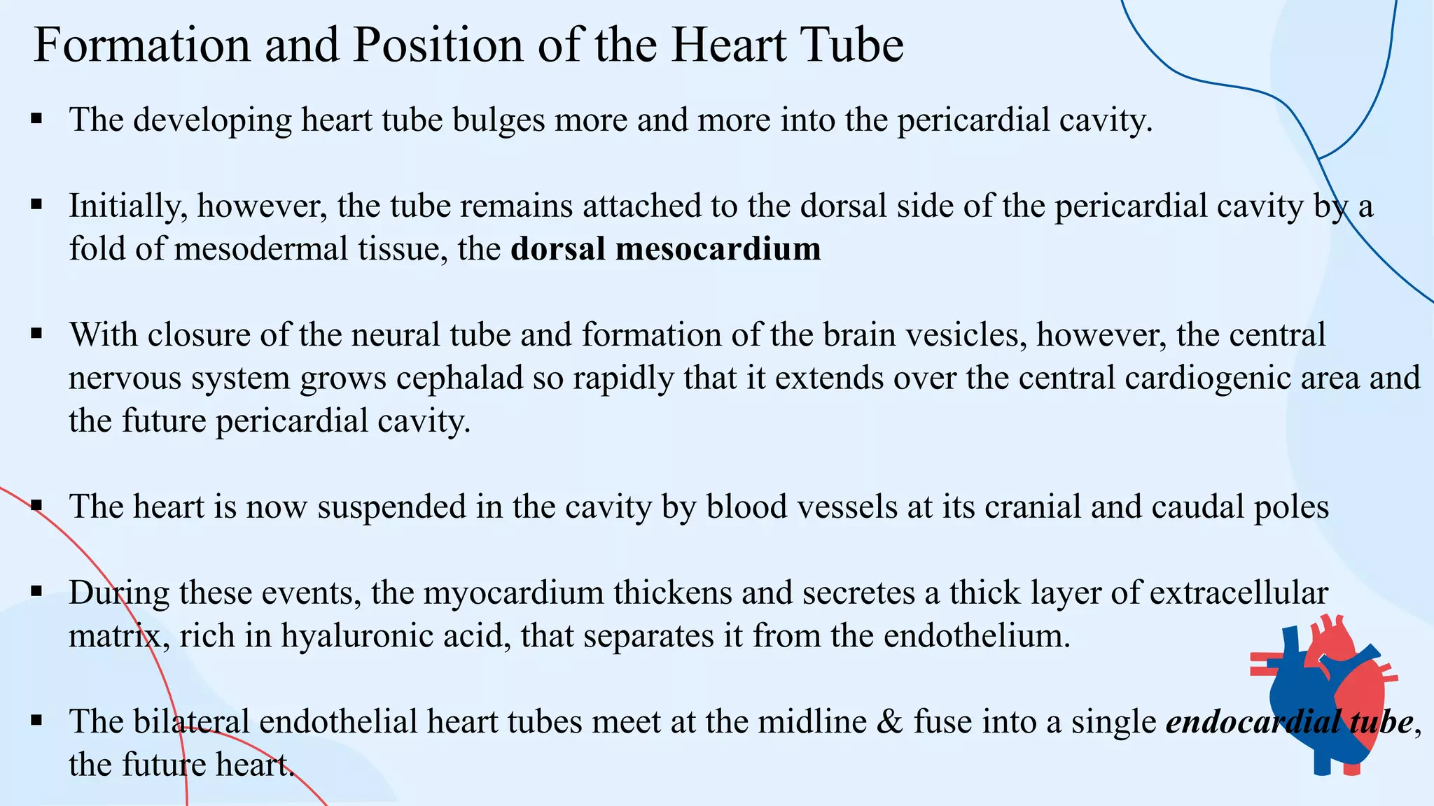 Development of Heart (Embryology) | PPTX