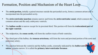 Development of Heart (Embryology) | PPTX