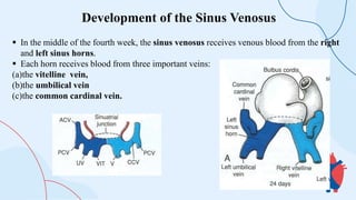 Development of Heart (Embryology) | PPTX