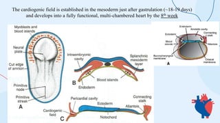 Development of Heart (Embryology) | PPTX