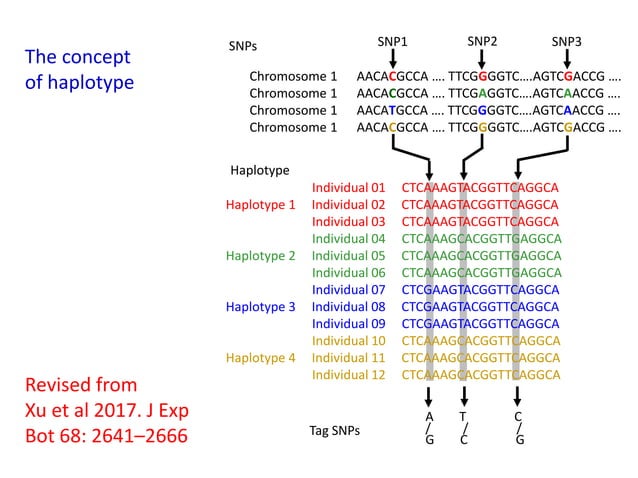 Tropical maize genome: what do we know so far and how to use that ...