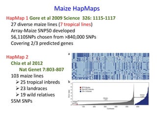 Tropical maize genome: what do we know so far and how to use that ...