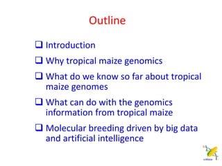 Tropical maize genome: what do we know so far and how to use that ...