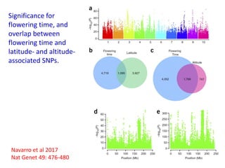 Tropical maize genome: what do we know so far and how to use that ...