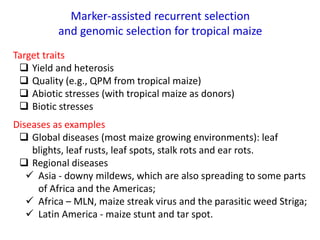 Tropical maize genome: what do we know so far and how to use that ...