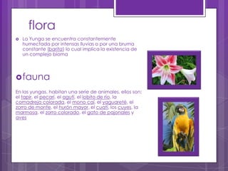 Región Yunga | PPTX