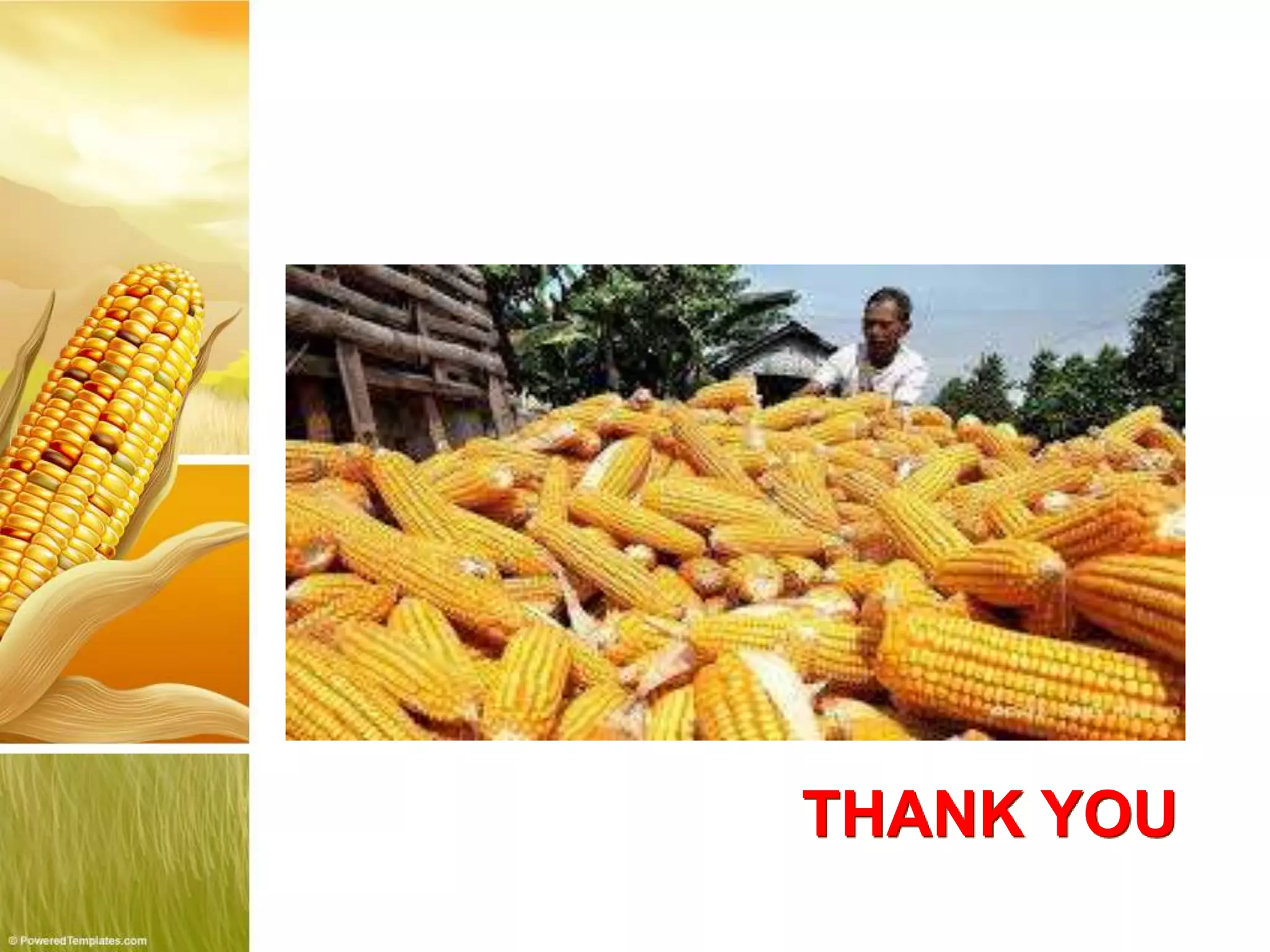 Yunus Musa - Maize and Drought.pptx