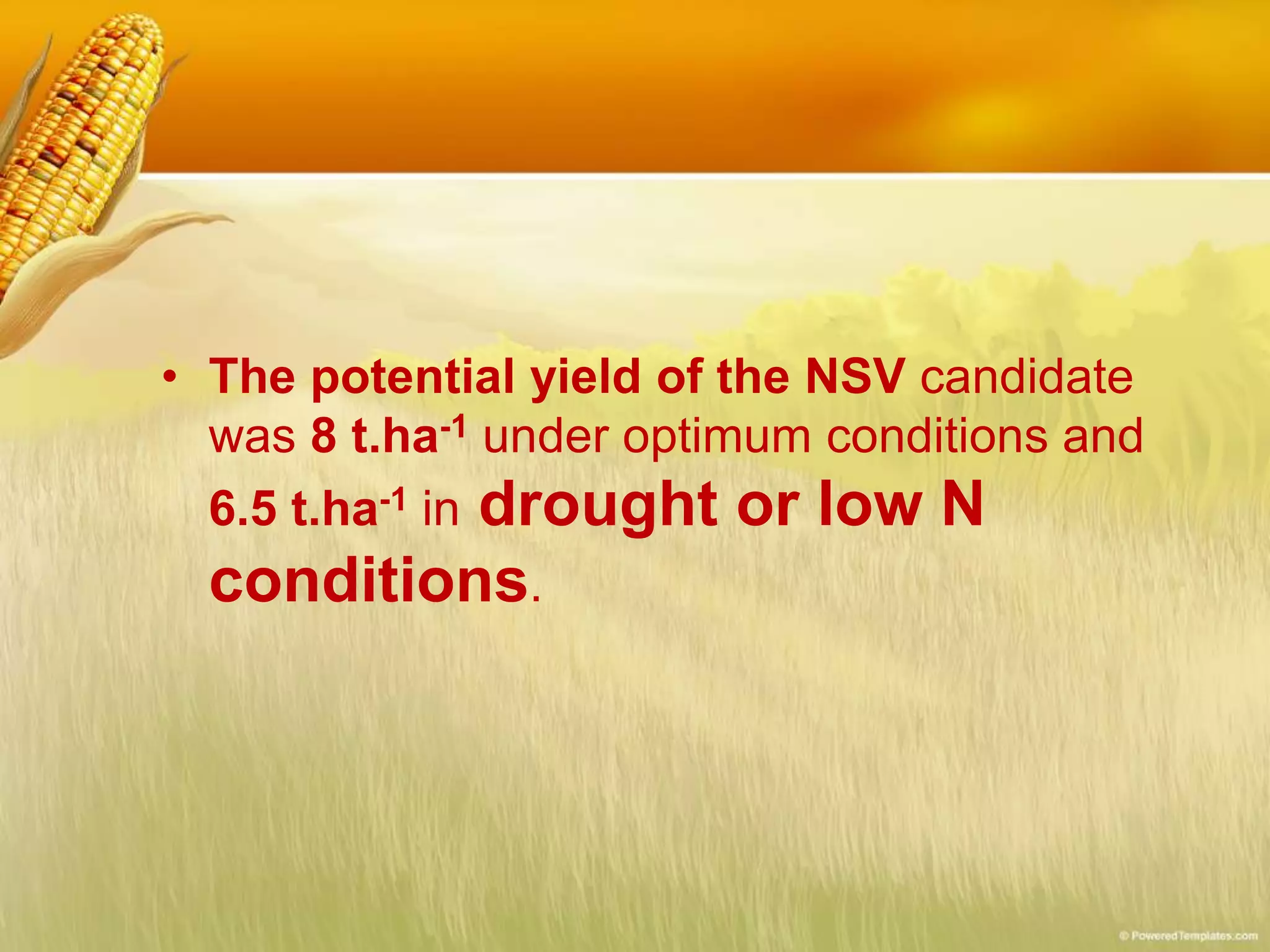 Yunus Musa - Maize and Drought.pptx